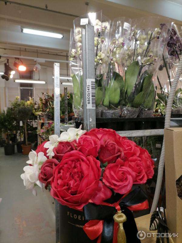Отзыв о Магазин экзотических растений и бонсай LuxuryPlants (Россия ...