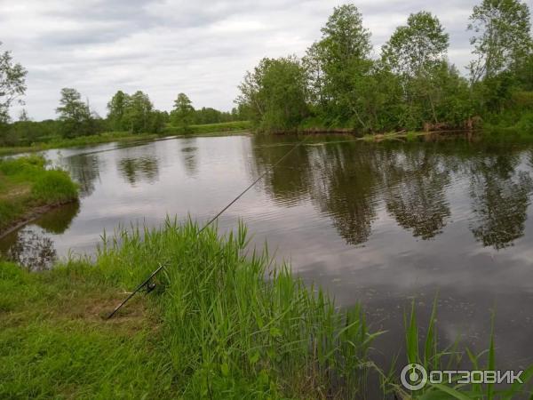 Отзыв о Удилище Salmo "Sniper" Bolognese | Вполне нормальный бюджетный ...
