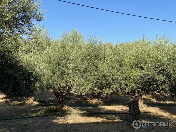 Отзыв о Отель Rimondi Grand Hotel & Spa Resort (Греция, о. Крит ...