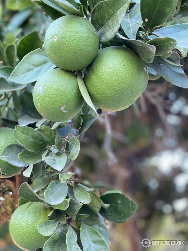 Отзыв о Отель Rimondi Grand Hotel & Spa Resort (Греция, о. Крит ...