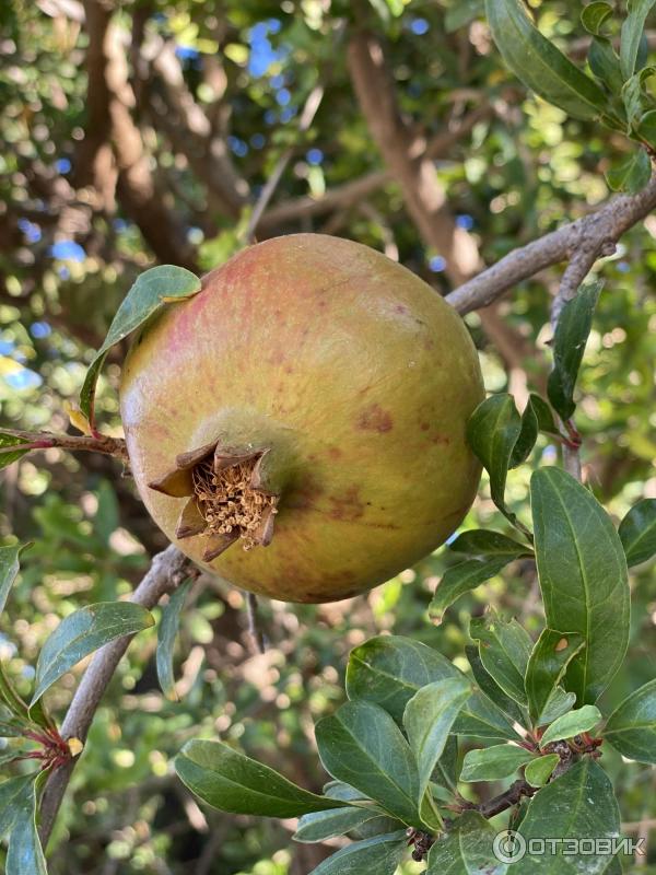 Отзыв о Отель Rimondi Grand Hotel & Spa Resort (Греция, о. Крит ...