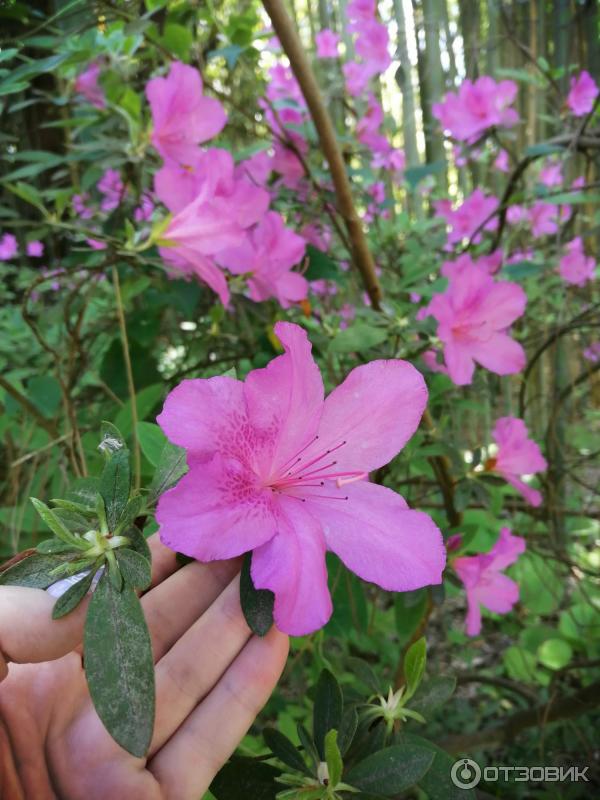 Отзыв о Отдых в Абхазии 2021 | не заметила разницы между отдыхом в 2021 ...