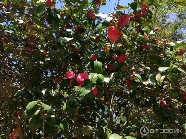 Отзыв о Отдых в Абхазии 2021 | не заметила разницы между отдыхом в 2021 ...