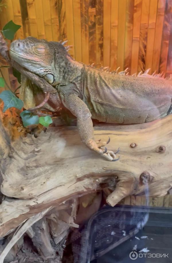 Отзыв о Контактный зоопарк "Страна ЕНОТиЯ" (Россия, Москва) | Милота