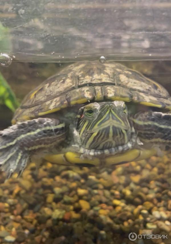 Отзыв о Контактный зоопарк "Страна ЕНОТиЯ" (Россия, Москва) | Милота