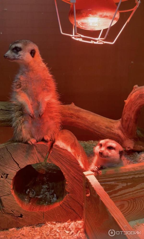 Отзыв о Контактный зоопарк "Страна ЕНОТиЯ" (Россия, Москва) | Милота