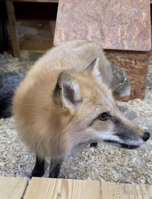 Отзыв о Контактный зоопарк "Страна ЕНОТиЯ" (Россия, Москва) | Милота