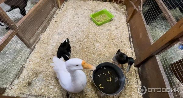 Отзыв о Контактный зоопарк "Страна ЕНОТиЯ" (Россия, Москва) | Милота