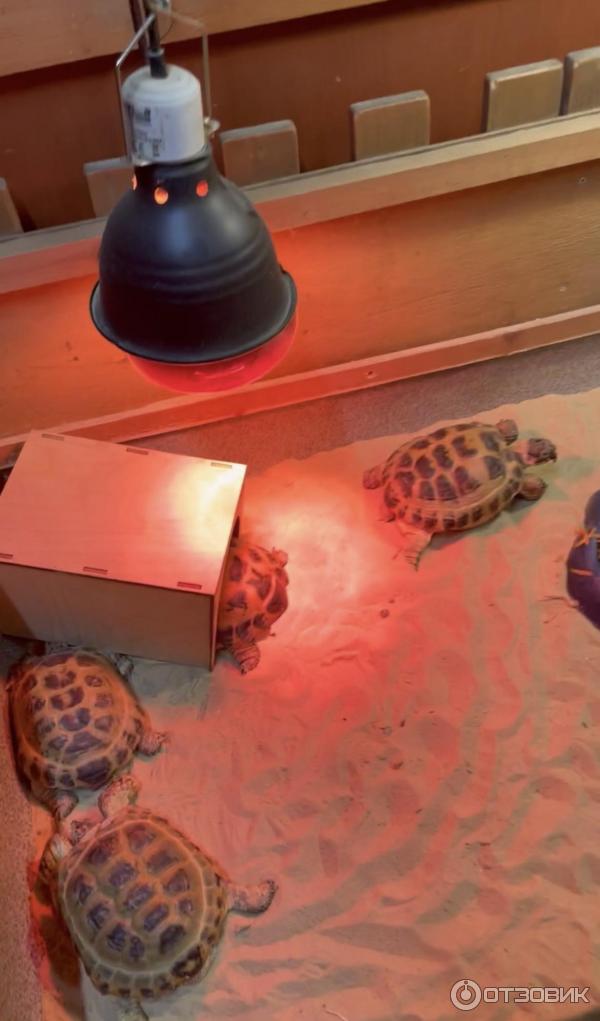 Отзыв о Контактный зоопарк "Страна ЕНОТиЯ" (Россия, Москва) | Милота