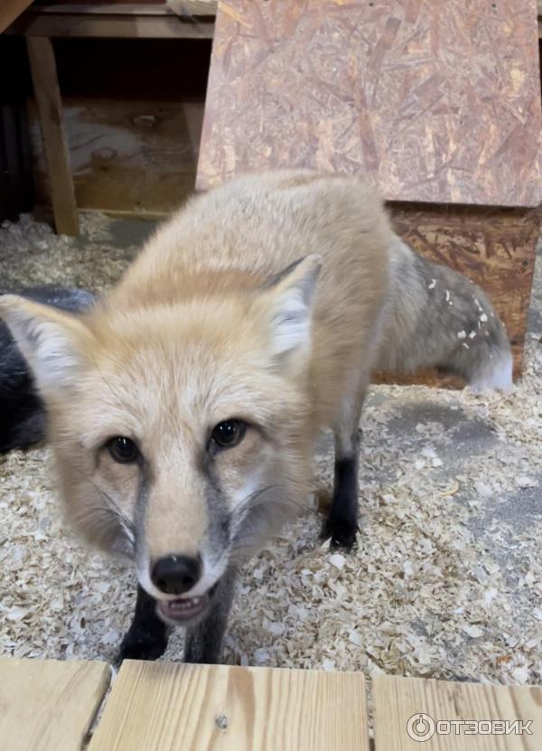 Отзыв о Контактный зоопарк "Страна ЕНОТиЯ" (Россия, Москва) | Милота