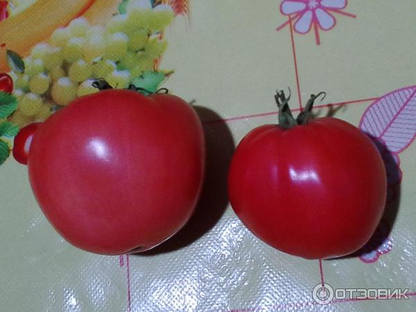 Tomato Batyanya: charakteristika a popis odrůdy společnosti Siberian ...