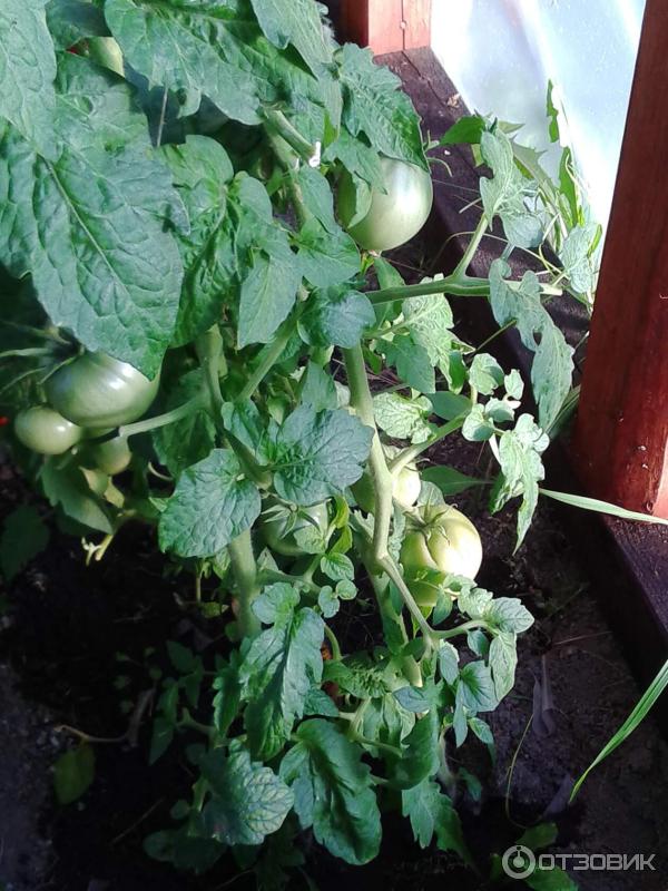 Tomato Batyanya: charakteristika a popis odrůdy společnosti Siberian ...