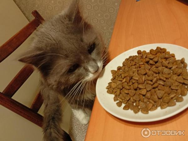Отзыв о Сухой корм Ашан Pets для стерилизованных кошек и котов всех ...